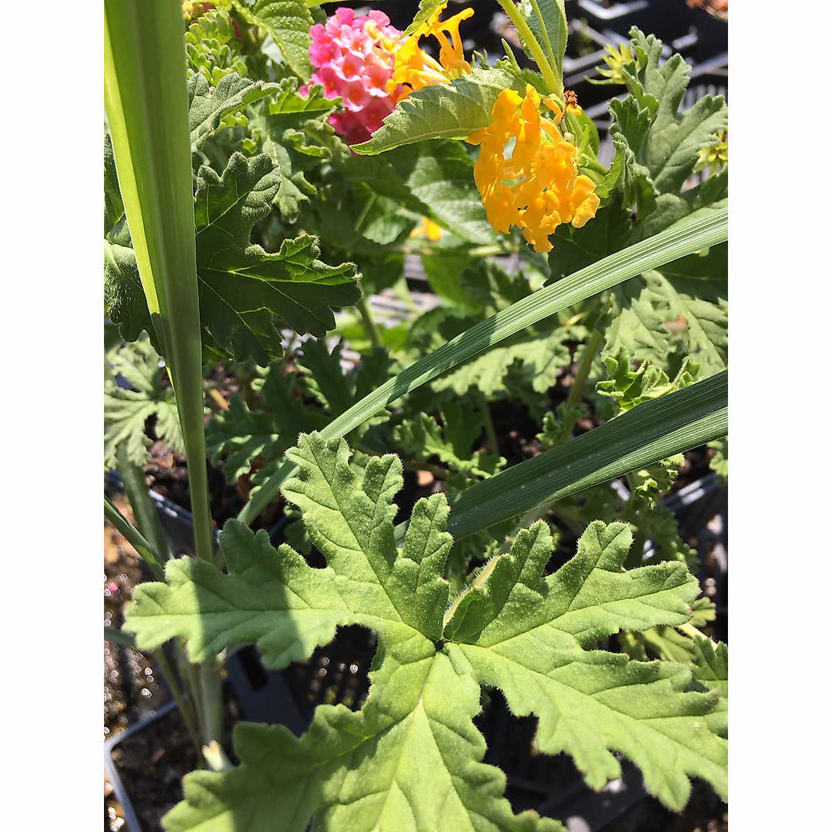 Lantana Camara Flowers - Two (2) Mixed Starter Live Plants - Not Seeds - Natural Mosquito Repellant Garden - Attract Hummingbirds & Butterflies - in 4 inch Pots