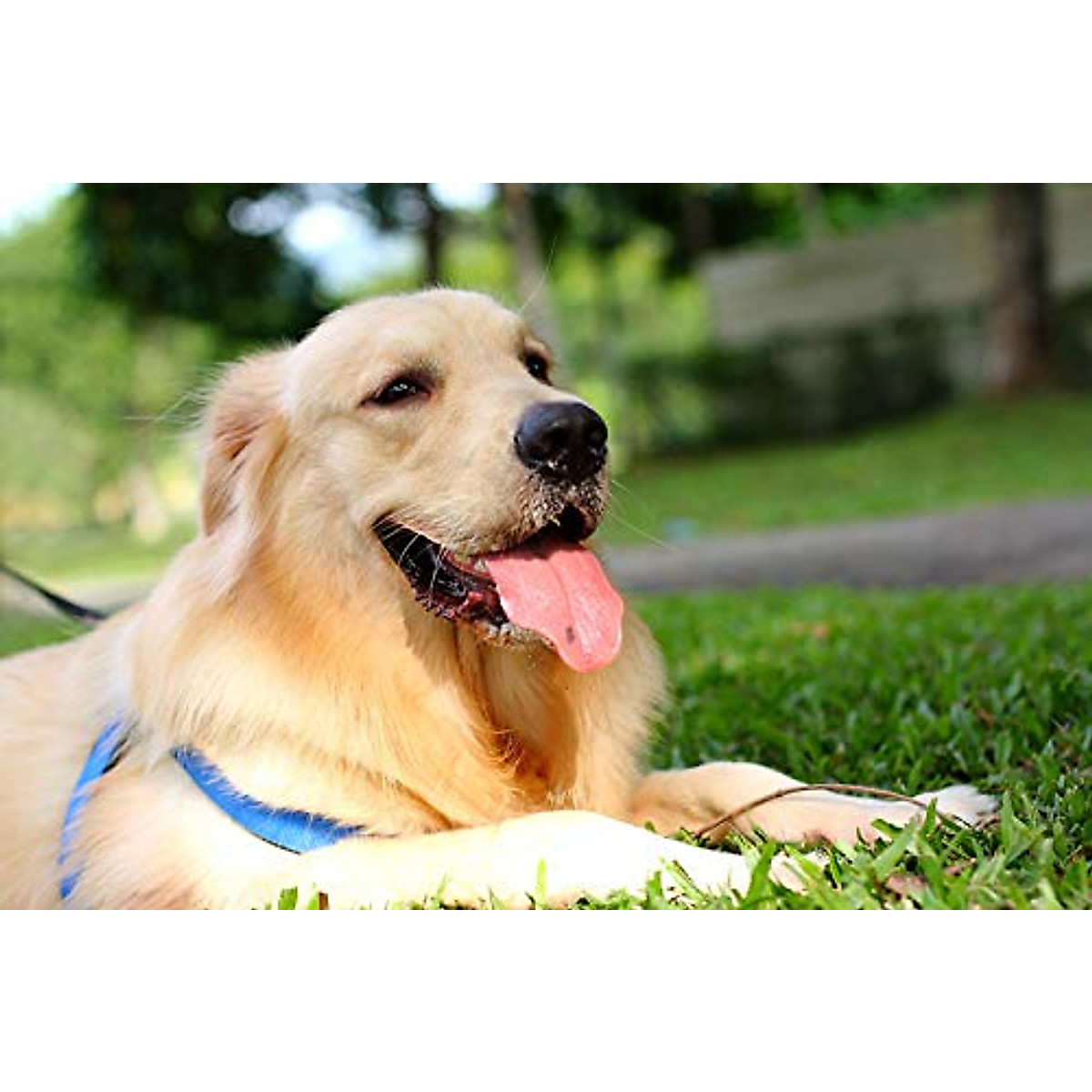 HAPPY PET VITAMINS LLC Skin Care for Dogs with Allergies - Dogs Total Health Complex - Natural - Best Hair Coat Immune Eye Teeth UTI Health - Dog Vitamin d3-3 Bottles (180 Treats)