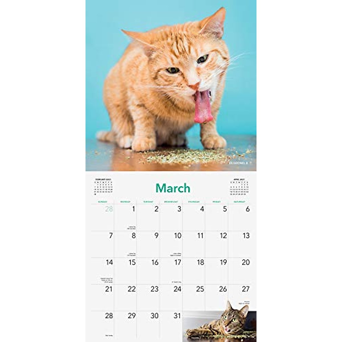Cats on Catnip Wall Calendar 2021