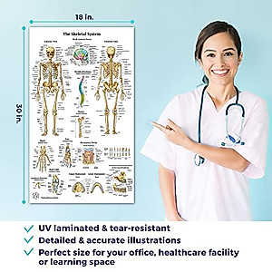 6 Anatomy Posters - 18x30, Medical Posters, Skeletal System, Female and Male Muscular Systems, Respiratory System, Circulatory System, Endocrine System, Anatomical Charts, Human Anatomy Learning, Nursing, Chiropractic, Medical Decor, Laminated