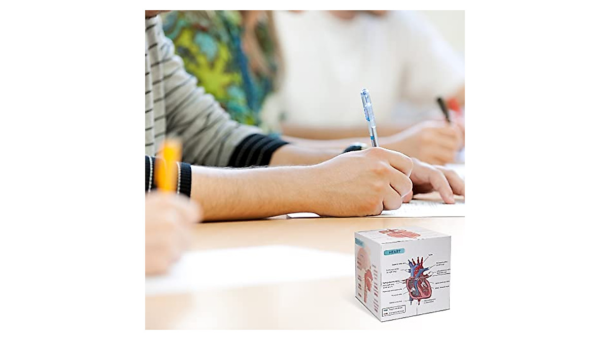 Human Anatomy Study Cube for Medical Students - kaitnax