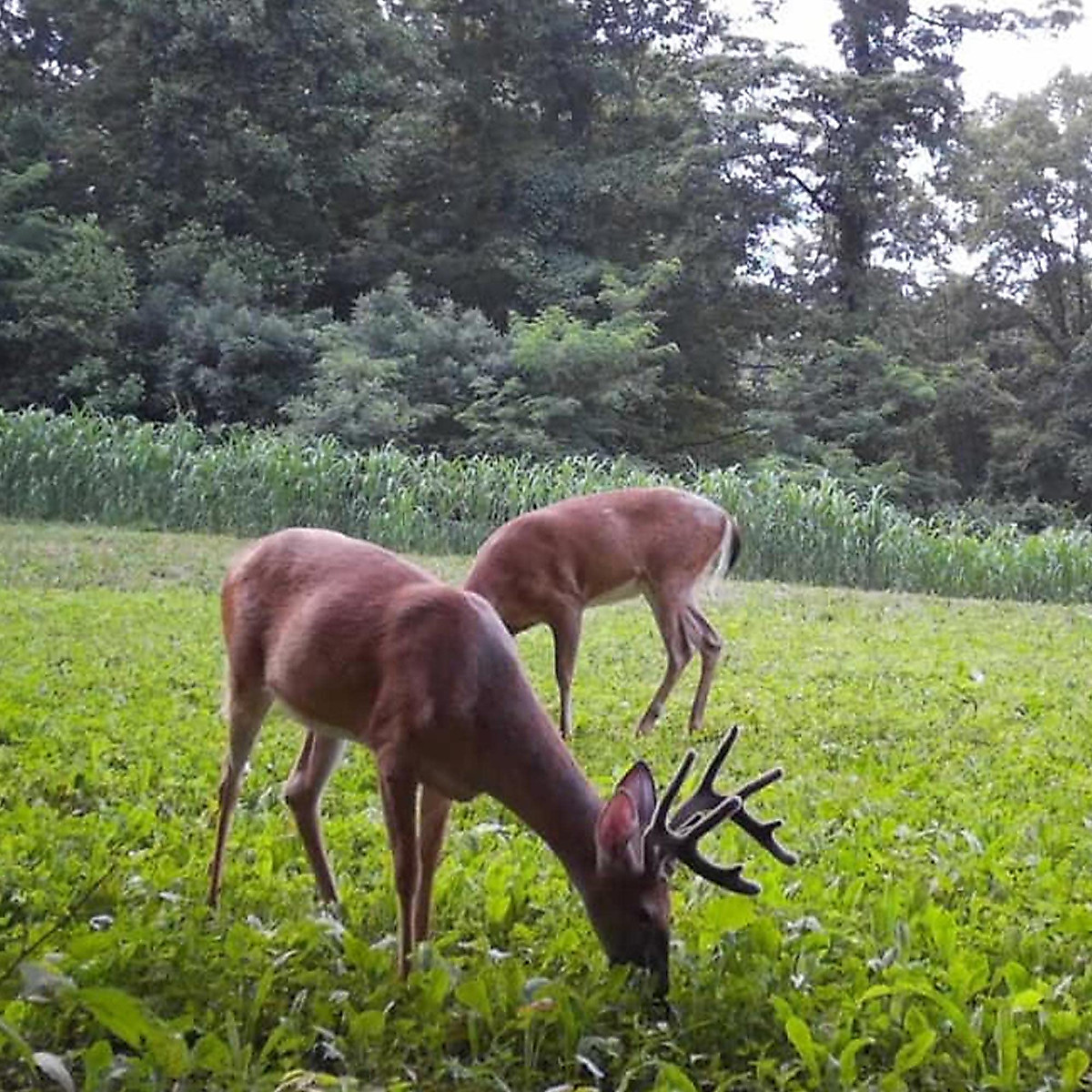 Antler King Booner Buffet Perennial Food Plot | 3 lb Bag Contains Two Varieties of Alfalfa Plus Clover & Chicory | Plants 1/4 Acre