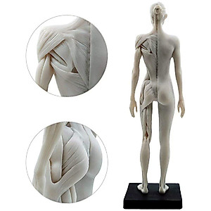 Global-Dental 1 Pcs 11 Inch Female Human Anatomical Model Art Anatomical Figure White Color