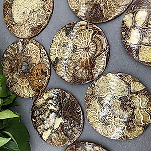 Natural Ammonite Disc Fossil Conch Nautilus Specimen Healing Decoration Gift Coaster Art Disc Quartz Crystal Cup Mat Stone 1PC