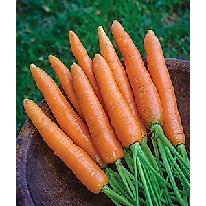 Burpee Scarlet Nantes Carrot Seeds 3000 seeds