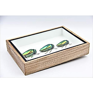TAXIBUGS Jewel Beetle Mounts Insect Animals Taxidermy in Framed (3 Sternocera Aeguisignata Closed Wings)