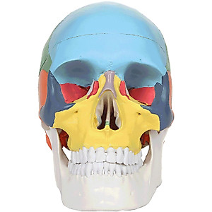 Axis Scientific 3-Part Didactic Human Skull Model, Life Size Painted Medical Anatomical Skull Model Cast from Natural Specimen – Includes Detailed Product Manual
