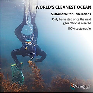 Ocean Shell Studios 5-6 inches Premium Natural Abalone (Pāua) Shell with Wooden Stand for Smudging, Cleansing Home, Meditation, Shell Crafts,Incense Holder, Home Décor, 100% Natural, Sustainable.