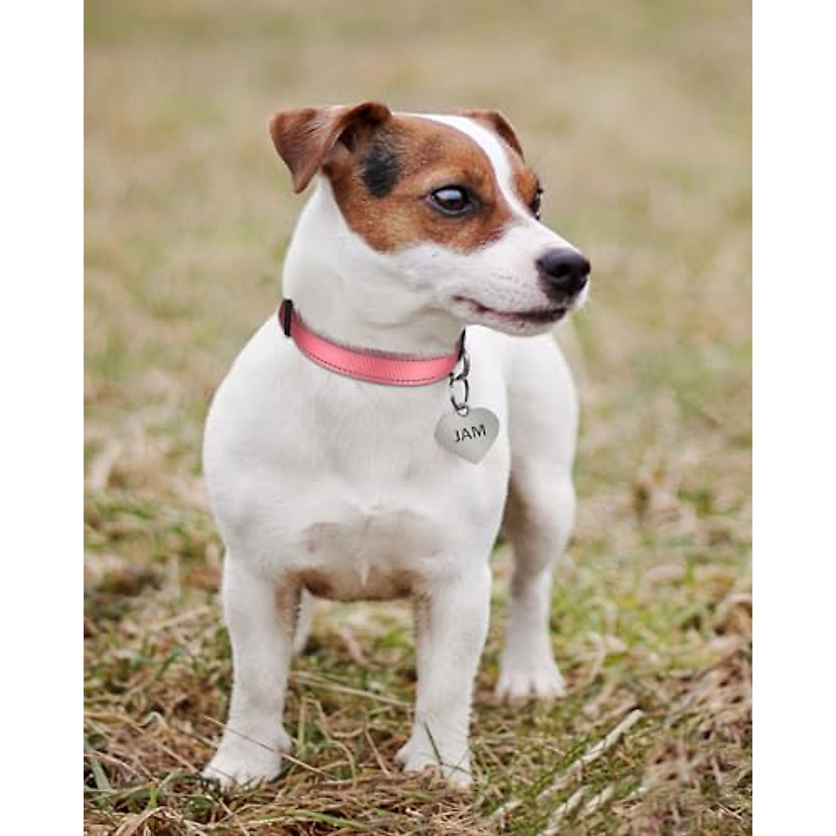 TagME Reflective Nylon Dog Collars, Adjustable Classic Dog Collar with Quick Release Buckle for Puppy, Baby Pink, 3/8" Width