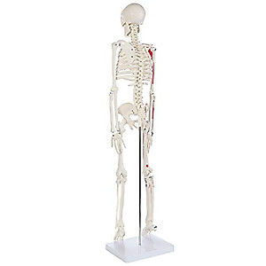 Anatomy Lab Half Life Size Painted and Numbered Human Skeleton Model, 35" Anatomical Replica with Muscle Insertion and Origin Points, Removable Skull Cap & Jaw, Durable Stand for Display and Study