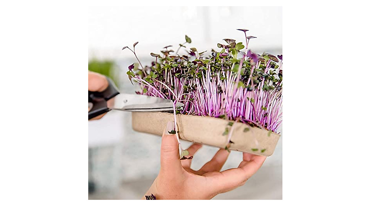 Back to the Roots Microgreen Grow Kit - Organic Variety Pack