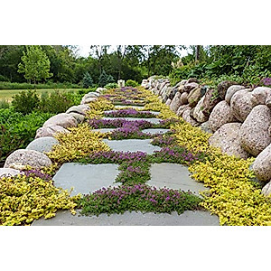UtopiaSeeds Creeping Thyme Seeds - Thymus Serpyllum - Landscaping Ground Cover - Purple - Approximately 8000 Seeds