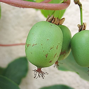 Hardy Kiwi Seeds Actinidia Arguta Seeds Perennial GMO Free Fragrant Showy Fruit & Berries Climber Trellises Fences Pergolas Outdoor 10Pcs Fruit Seeds by YEGAOL Garden