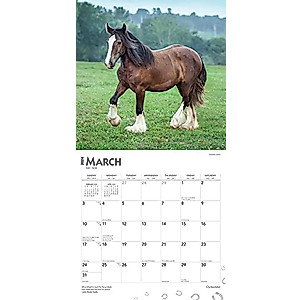 Clydesdales | 2024 12 x 24 Inch Monthly Square Wall Calendar | BrownTrout | Animals Horses