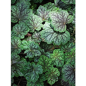 Perennial Farm Marketplace Heuchera a. 'Dale's Strain' (Coral Bells) Perennial, Size-#1 Container, Silvery Blue Green Foliage