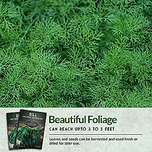 Survival Garden Seeds - Dill Seed for Planting - Packet with Instructions to Plant and Grow Popular Pickling Herbs in Your Home Vegetable and Herb Garden - Non-GMO Heirloom Variety - 3 Pack