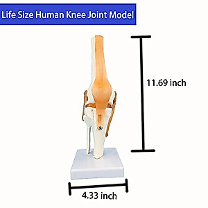 Veipho Knee Model, Flexible Knee Joint Model with Ligament and Stand, Life Size Human Knee Joint Model, Knee Anatomy Model, Human Knee Joint Model for Learning, Demonstrating