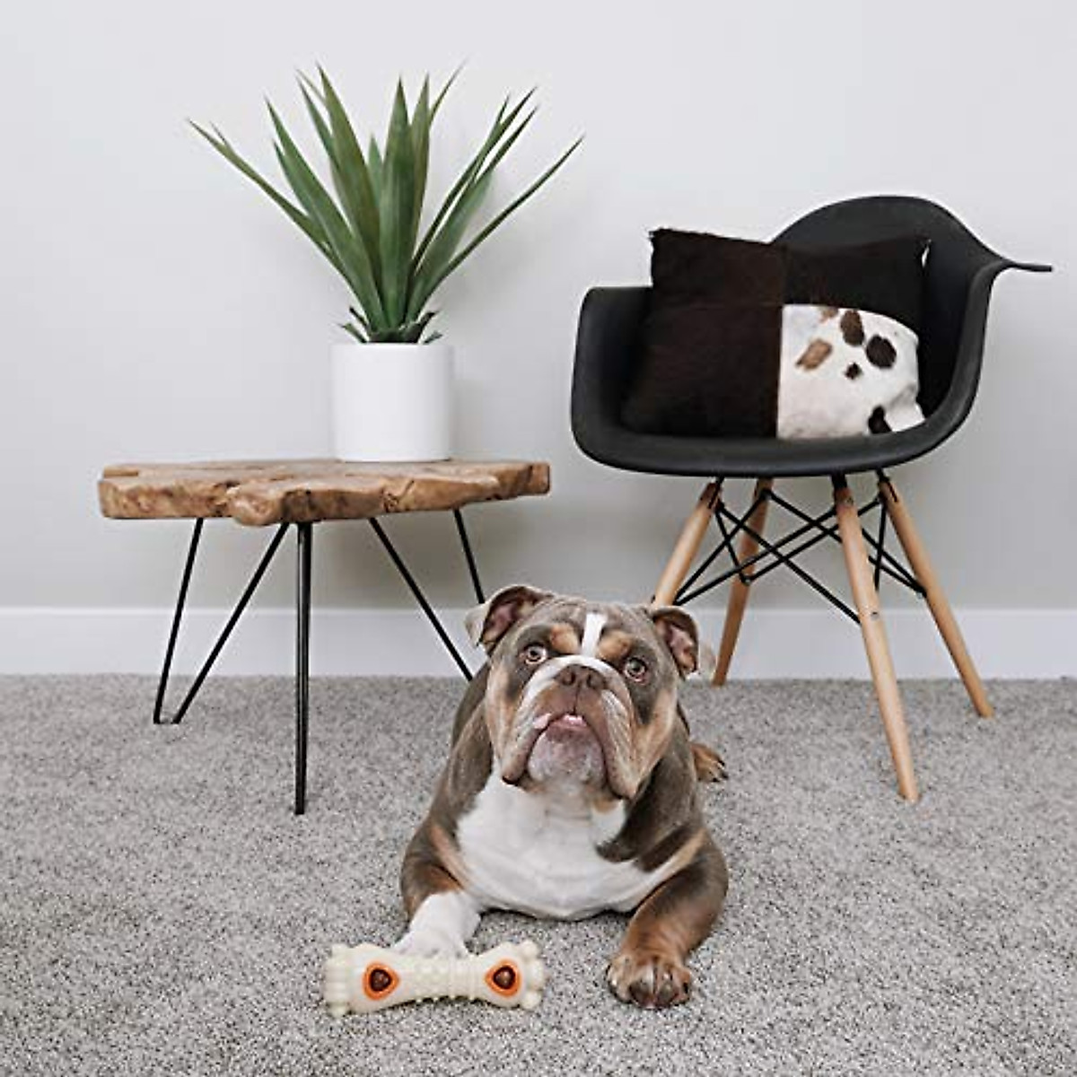 Nylabone Pop-In Dog Treat Refills for Treat Toy Combo Chicken Medium/Wolf (30 Count)