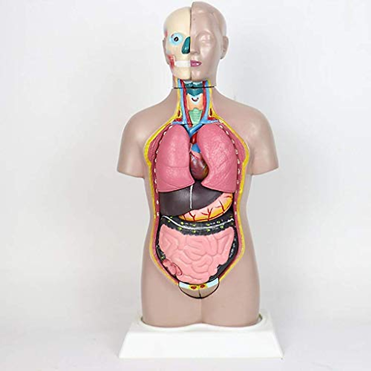 KINOFU Teaching Model, Assembly Human Torso Anatomy Model Human Internal Organs Anatomical Decoration Teaching Aids,42Cm Educational Materials for School,Education Anatomy Biology Teaching Aids