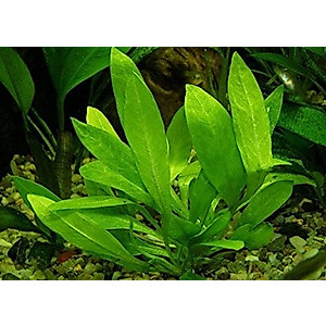 Echinodorus Bleheri | Amazon Sword Paniculatus Potted Live Aquarium Plants for Aquatic Freshwater Fish Tank by Greenpro