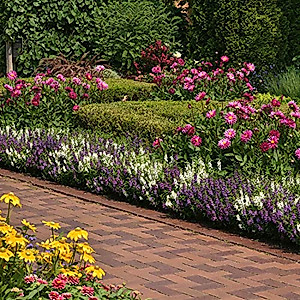 Outsidepride Angelonia Serena Waterfall Summer Snapdragon Garden Flower Seed Mix - 30 Seeds