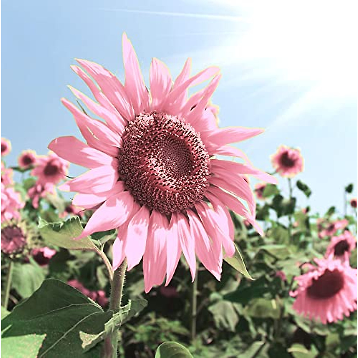 100pcs Pink Sunflower Seeds for Planting, Heirloom and Non-GMO Seeds, Easy to Plant and Grow, Outdoor Garden and Bonsai Plants
