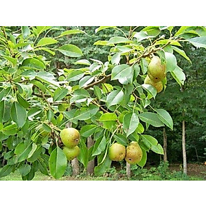8 Cuttings of Bartlett Pear Trees for Propagation Cold Hardy - Fruit Live Plant