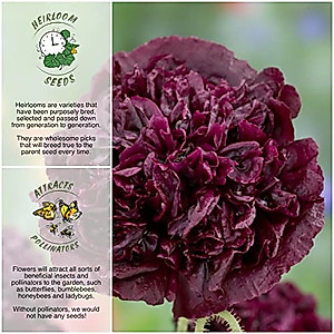 Seed Needs, Black Peony Poppy Seeds - 500 Heirloom Seeds for Planting Papaver paeoniflorum - Beautiful Dark Burgundy Flowers (1 Pack)