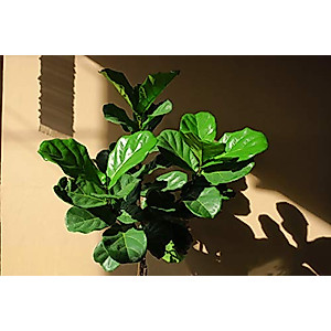 Fiddle Leaf Fig Tree Fertilizer | Ficus Plant Food | Improves Leaves and Branches | Potted Indoor Trees and House Plants Treatment by Aquatic Arts