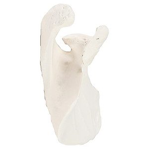 Axis Scientific Shoulder Anatomy Model of Right Scapula Bone | Shoulder Blade Model Details Skeletal Anatomy of Scapula | Scapula Model Shows Bony Landmarks and Anatomical Detail