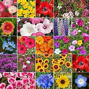 All Annual Wildflower Seed Mix - 50 Pounds - Mixed Wildflower Seeds, Attracts Bees, Attracts Butterflies, Attracts Hummingbirds, Attracts Pollinators, Easy to Grow & Maintain, Container Garden