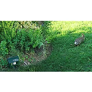 Bird-X Yard Gard Electronic Animal Repeller keeps unwanted pests out of your yard with ultrasonic sound-waves