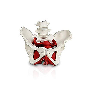 Parco Scientific PB00024 Female Pelvis with Organs | Pelvic Floor Muscles and Reproductive Organs | Removable Organs Include Uterus, Colon and Bladder | Includes Detailed Instruction Manual