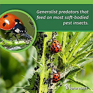 1500 Live Ladybugs - Good Bugs for Garden - Ladybug for Greenhouse - Guaranteed Live