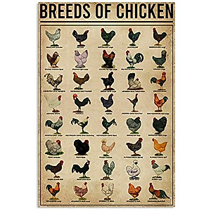 Pozino Chicken All Breeds of Chicken World Education Science Classroom Chart Metal Tin Sign Great Retro Gifts and Decorative Door Wall School Bedroom Farm Hospital Metal Sign 12x16 inch