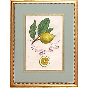 Plate 285: Limon Psevdocitratvs Barberinorvm