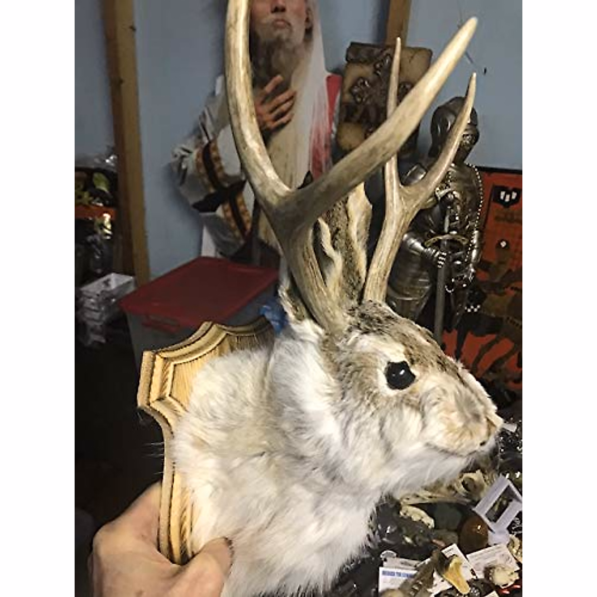 Jackalope Shoulder Head Mount Taxidermy Mounted 4 Point Antlers Professionally Done (Bailey)