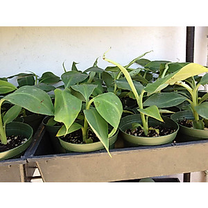 Dwarf Cavendish Banana Plant - Live Banana Plant - Dwarf Banana Plant