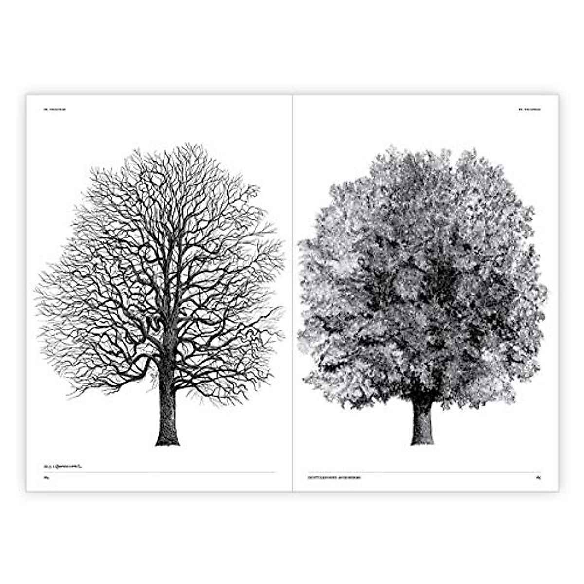 The Architecture of Trees