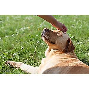 Dog Calming aid - PET Relaxant - Advanced Formula - for Dogs - CHEWABLE Tablets - Valerian for Pets - 1 Bottle (90 Chews)