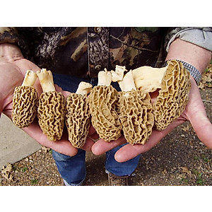 American True Morel Mushroom (Morchella Americana) Liquid Culture Syringe Sample for Mushroom Cultivation Growing on Grain or Agar