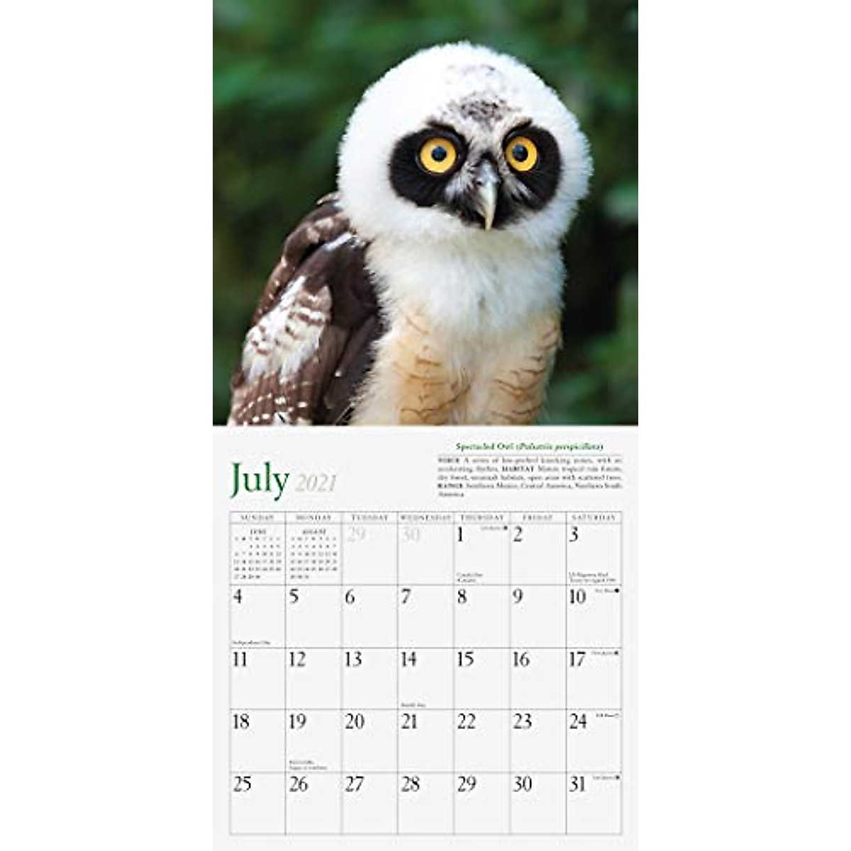 Audubon Little Owls Mini Wall Calendar 2021