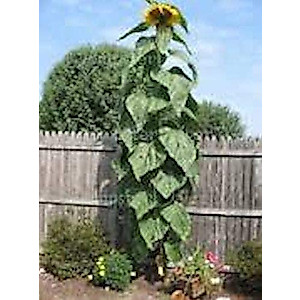 Skyscraper Sunflower Seeds for Planting | 100+ Seeds | Huge 15-20 feet Tall with Giant Sunflowers | Made in USA, Ships from Iowa