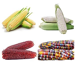 200+ Corn Seeds for Planting (4 Varieties) Glass Gem Corn, Sweet Corn, Silver Queen Corn, red Corn Non-GMO Heirloom, 90% Germination Rates Open Pollinated