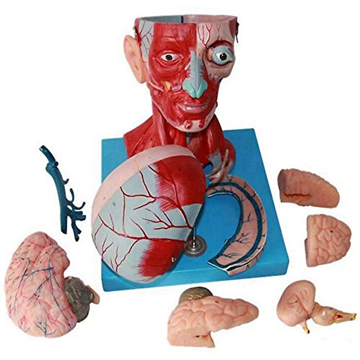 Medical Human Head and Neck Muscle Blood Vessel Model, Brain Anatomical Model Neurovascular Neurology Teaching Specimen