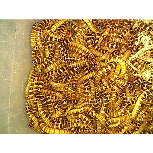 100 Large Superworms for Reptiles by DBDPet | Live Arrival is Guaranteed