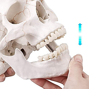 LYOU Human Skull Anatomical Model, New Version Life Size 3 Part Adult Human Anatomy Head Skeleton Model with Removable Skull Cap and Moving Jaw, Hand-Painted in Color Suture Line