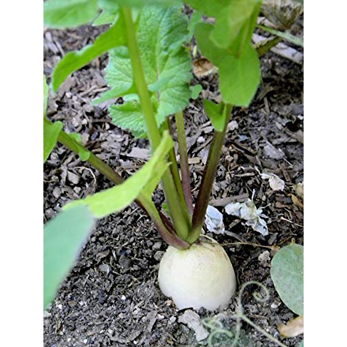 White Icicle Radish Seeds for Planting, 200+ Heirloom Seeds Per Packet, (Isla's Garden Seeds), Non GMO Seeds, Botanical Name: Raphanus sativus, Great Home Garden Gift