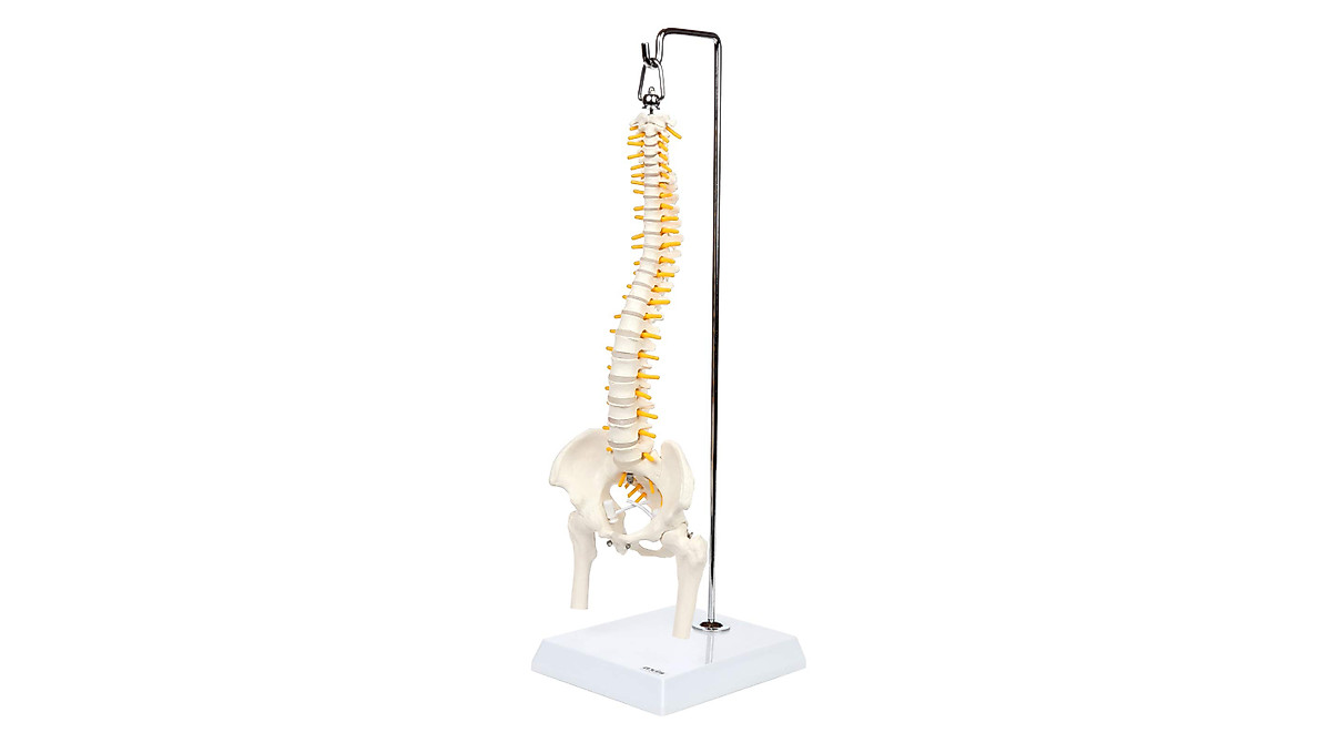 Axis Scientific Mini Spine Model for Anatomy Education
