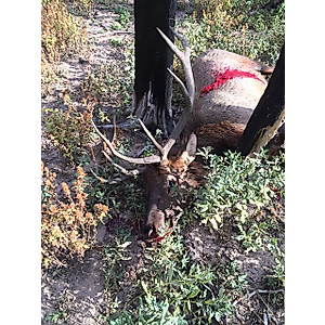 Wasp SharpShooter 100 Grain Cut On Contact Broadhead